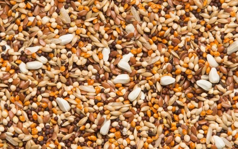 Purgrain Candy — Global Pigeon Supplies Inc.
