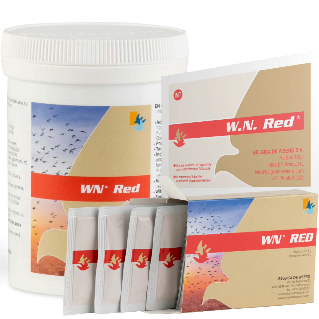 Belgica De Weerd W.N. Red — Global Pigeon Supplies Inc.