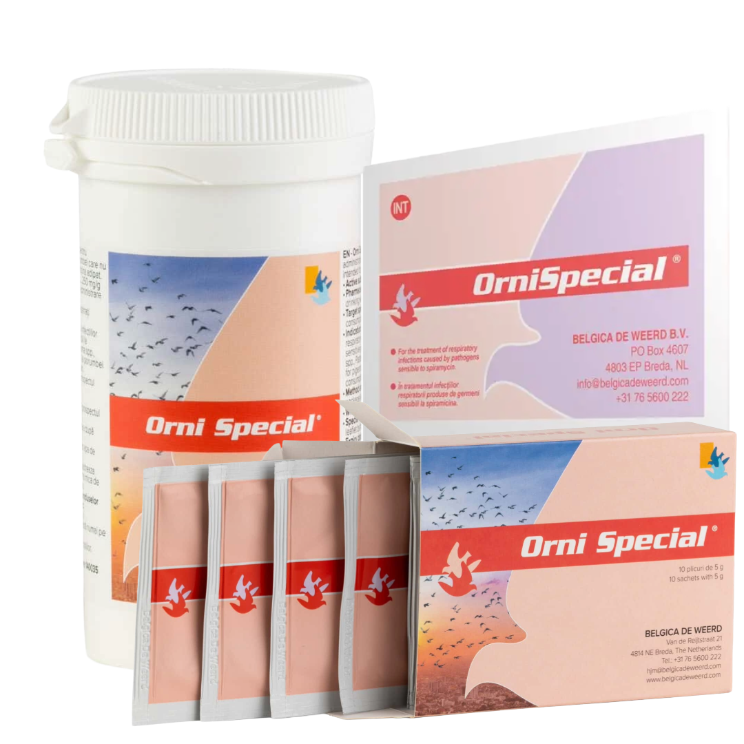 Belgica De Weerd Orni Special — Global Pigeon Supplies Inc.
